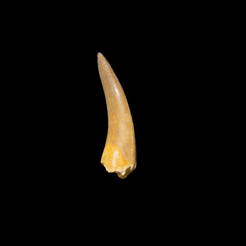 Elasmosaurus tooth for sale | Fossilsplus.com/Pangaea Industries