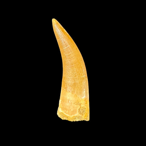 Elasmosaurus tooth for sale | Fossilsplus