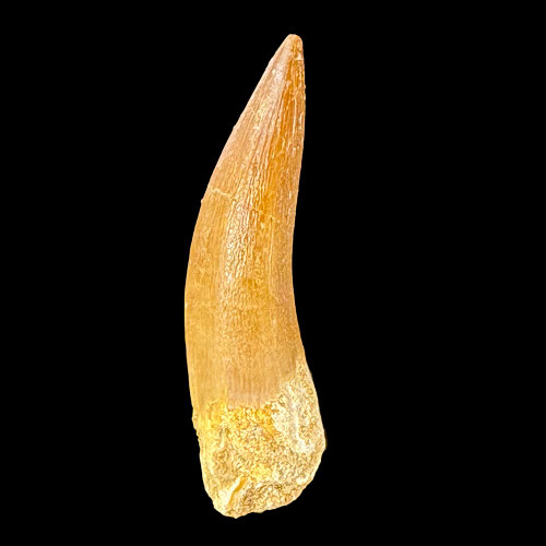 Elasmosaur tooth from Morocco | Fossilsplus