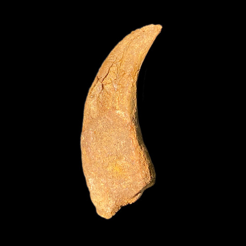 Raptor claw fossil | Fossilsplus | Pangaea Industries