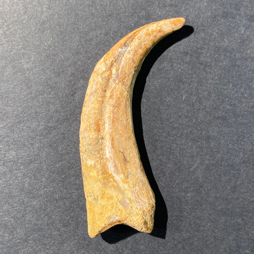 Fossil Raptor claw | Fossilsplus