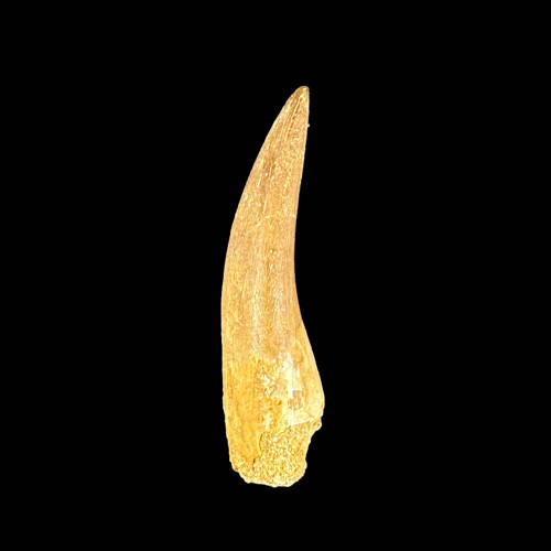 Elasmosaurus tooth for sale | Fossilsplus.com/Pangaea Industries