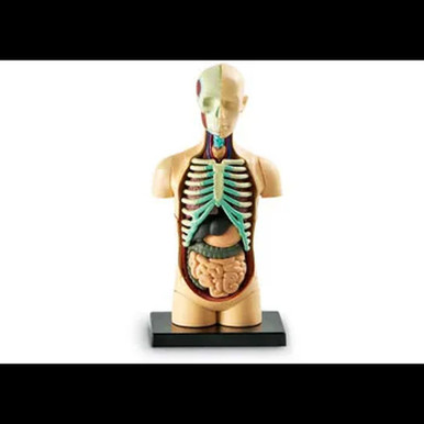 Human Body Anatomy Model - Melbourne Office Supplies