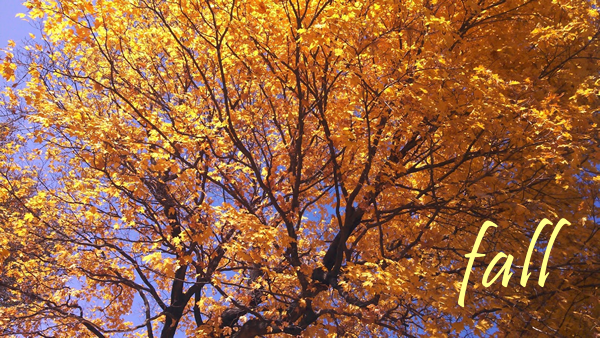 Fun Fall Holidays! - zoey's attic personalized gifts