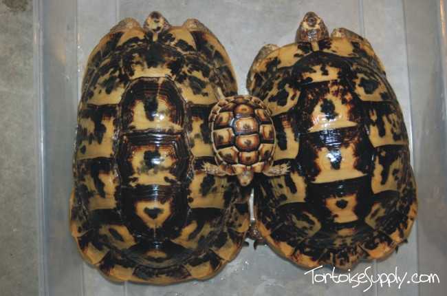 Baby Libyan Greek Tortoises For Sale