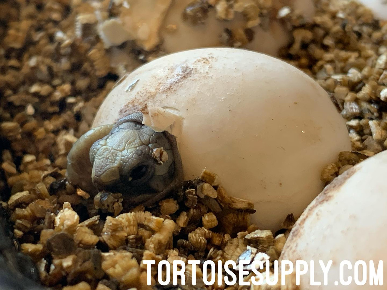 desert tortoise eggs