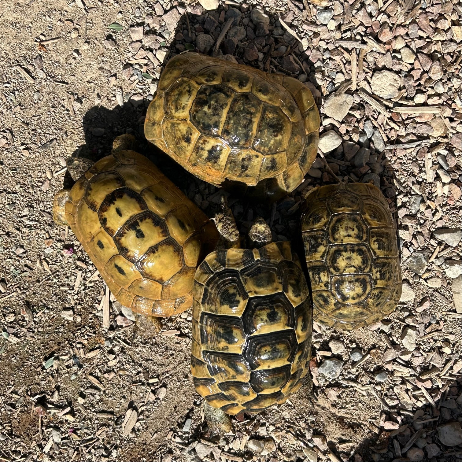 Baby Southern Ibera Greek Tortoises For Sale