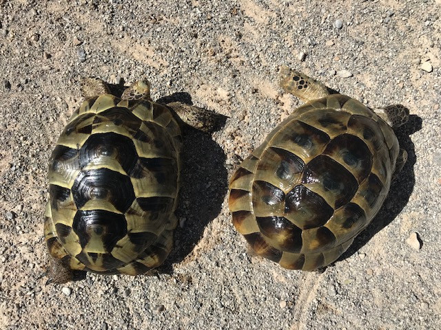 Baby Ibera Greek Tortoises For Sale