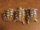 Baby Jordanian Greek Tortoises For Sale