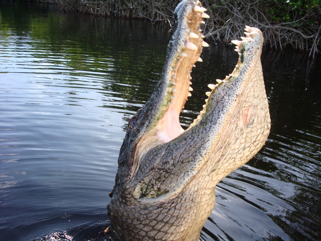 10 Things You Didn’t Know About Everglades - Visit Miami Tours - Book ...