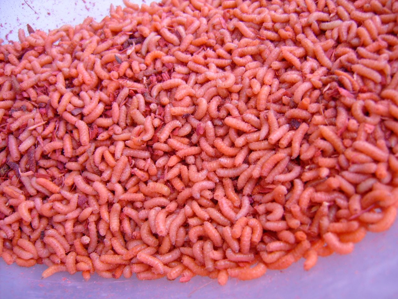 Floruo Pinkie Maggots 1/2 pint - Jakeman Sports