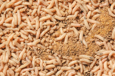 Maggots 1/2 pint - Jakeman Sports