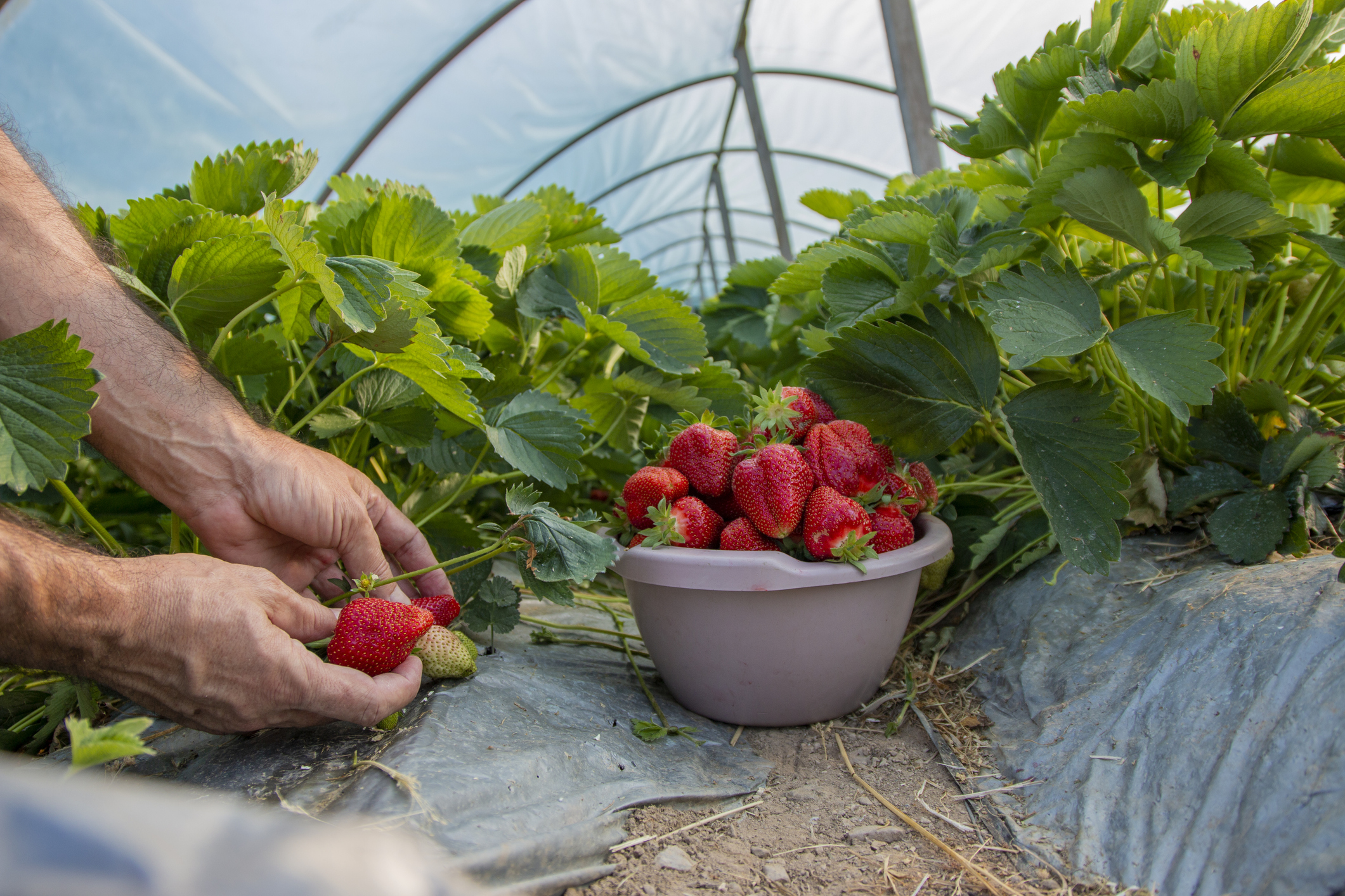 When is the right time to harvest fruits? - Wares of Knutsford Ltd