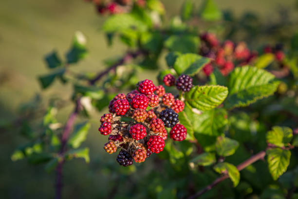 The joy of summer foraging - Wares of Knutsford Ltd