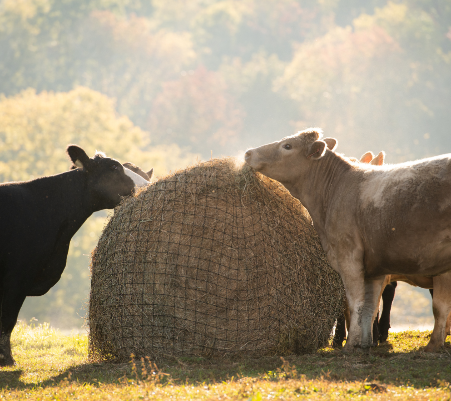 Texas Haynet Livestock Round Bale Hay Net - Jacks Inc