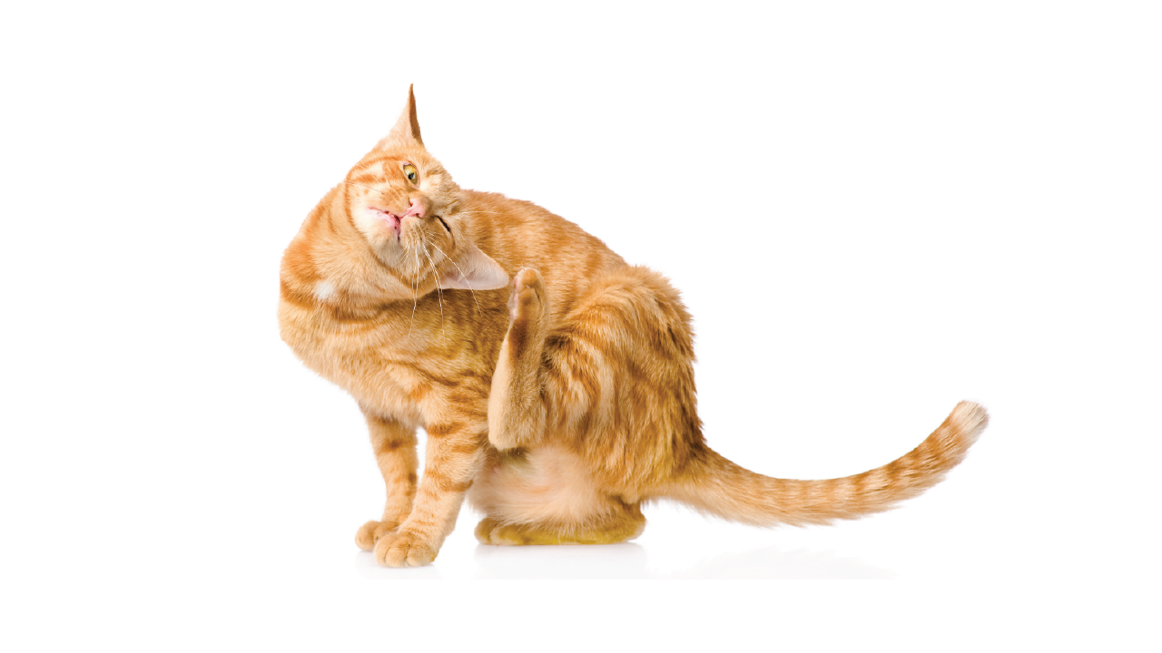 Alleviating Your Cat’s Itchy Skin: Practical Solutions and Care Tips ...