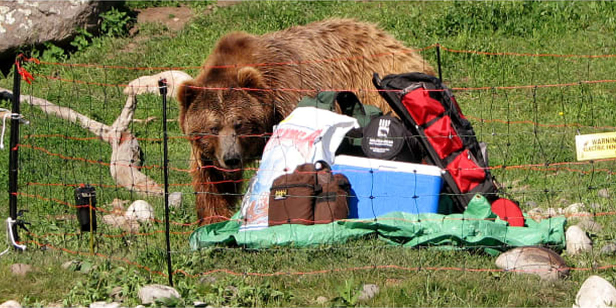 Bear Fences Provide Protection While Camping - Bearicuda Inc
