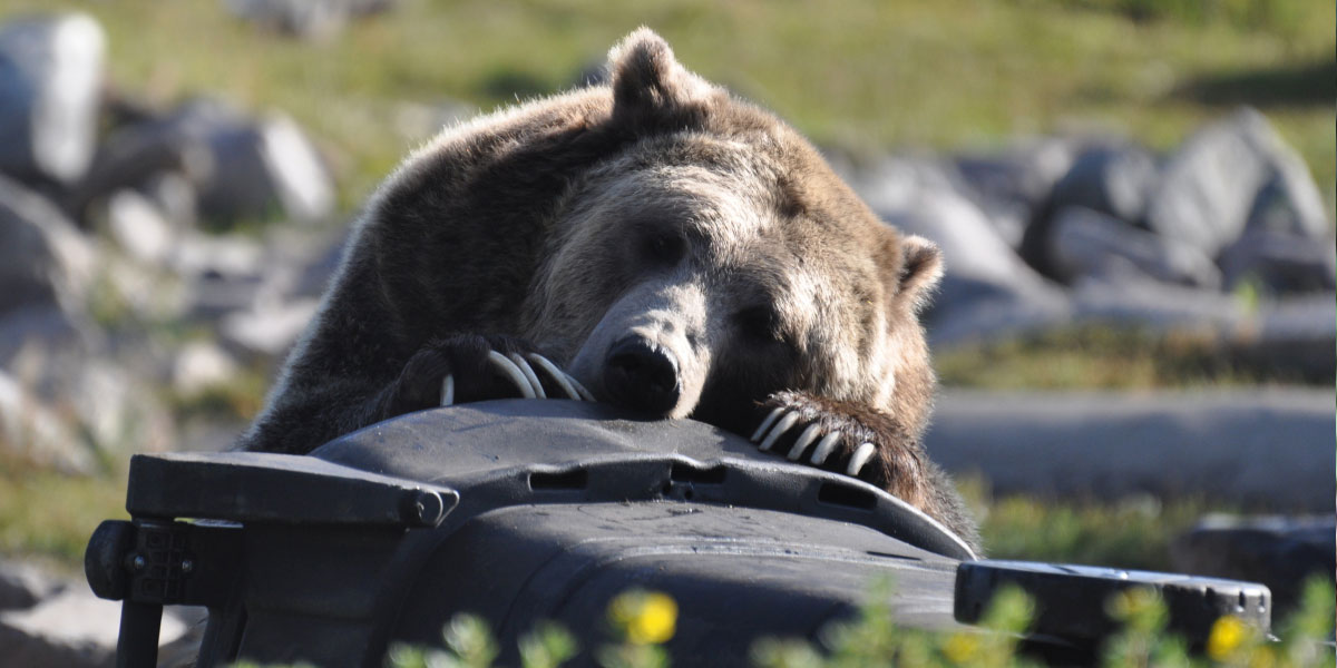 Fighting Animal Instinct - Bearicuda Inc