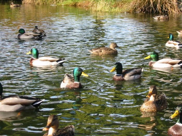 Duck Pond Challenges and Solutions - Pond Solutions, Inc.