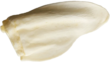 Beef Cow Ear - Pet Food Warehouse