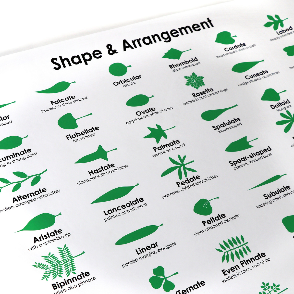 Leaf Shape Study Chart | ETC Montessori