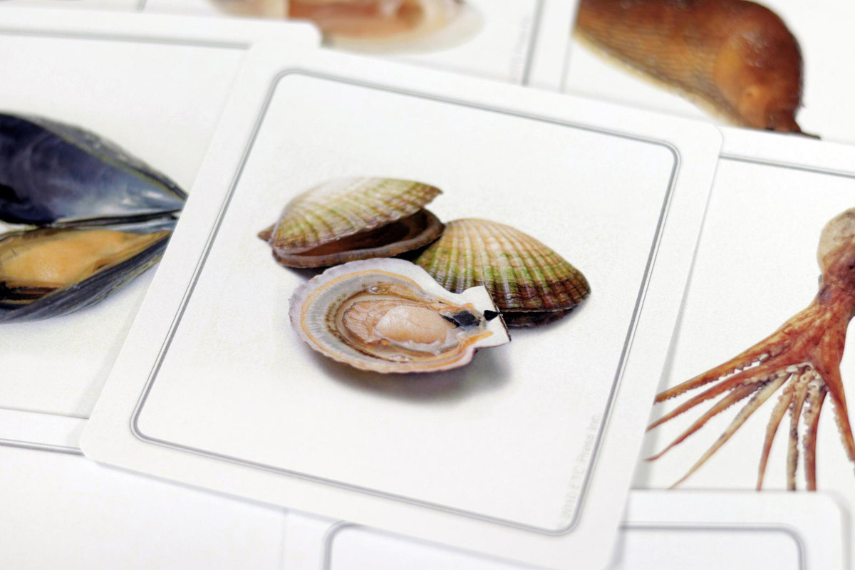 Mollusks 3 Part Cards - ETC Montessori Online