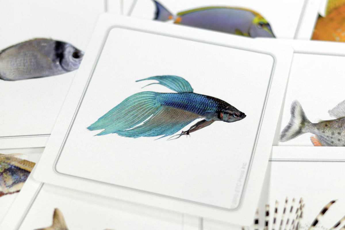 Fish 3 Part Cards - ETC Montessori Online