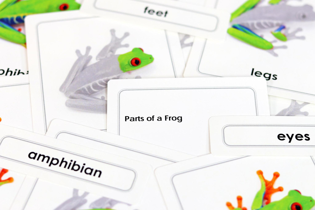 Parts of a Frog 3 Part Cards - ETC Montessori Online