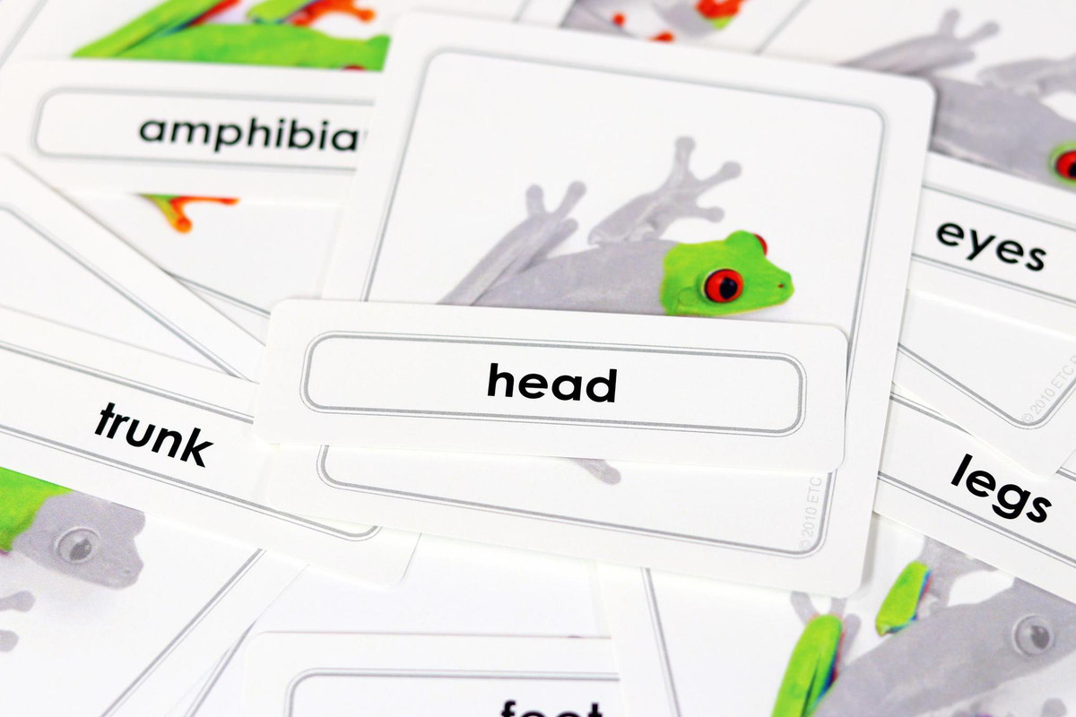 Parts of a Frog 3 Part Cards - ETC Montessori Online