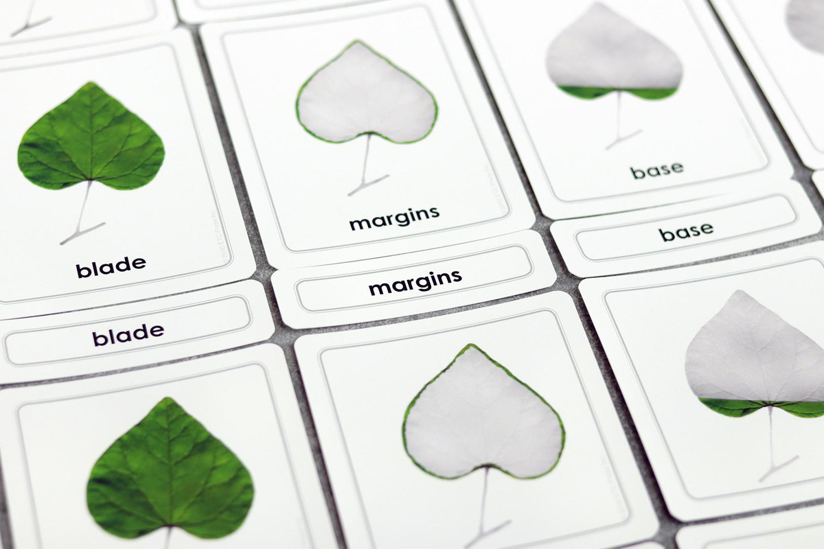 Parts of a Leaf 3 Part Cards - ETC Montessori Online