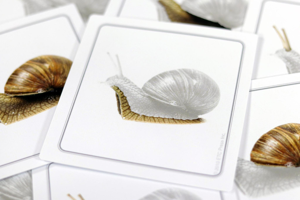 Parts of a Snail 3 Part Cards - ETC Montessori Online