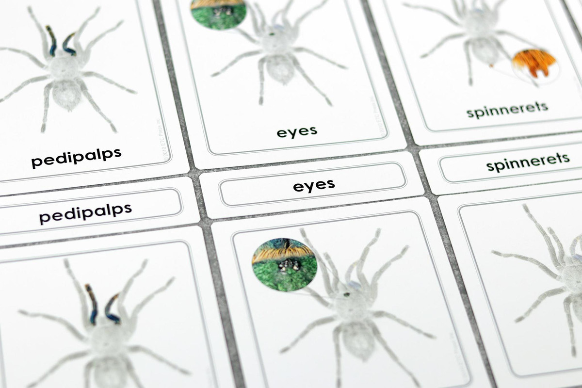 Parts of a Spider 3 Part Cards - ETC Montessori Online