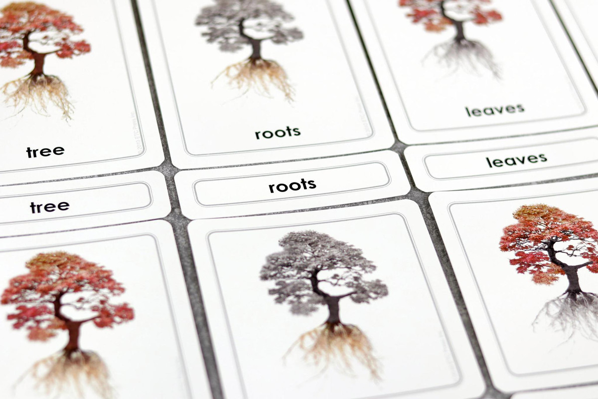 Parts of a Tree 3 Part Cards - ETC Montessori Online