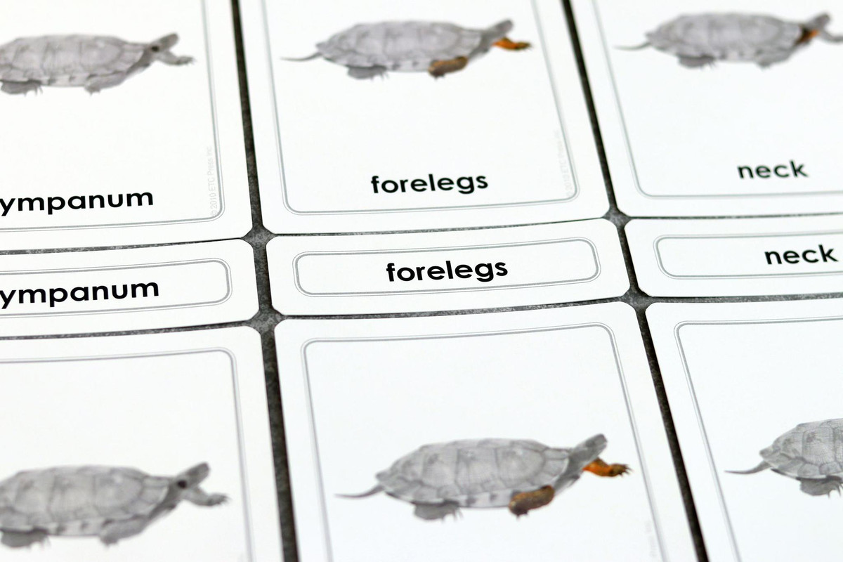 Parts of a Turtle 3 Part Cards - ETC Montessori Online