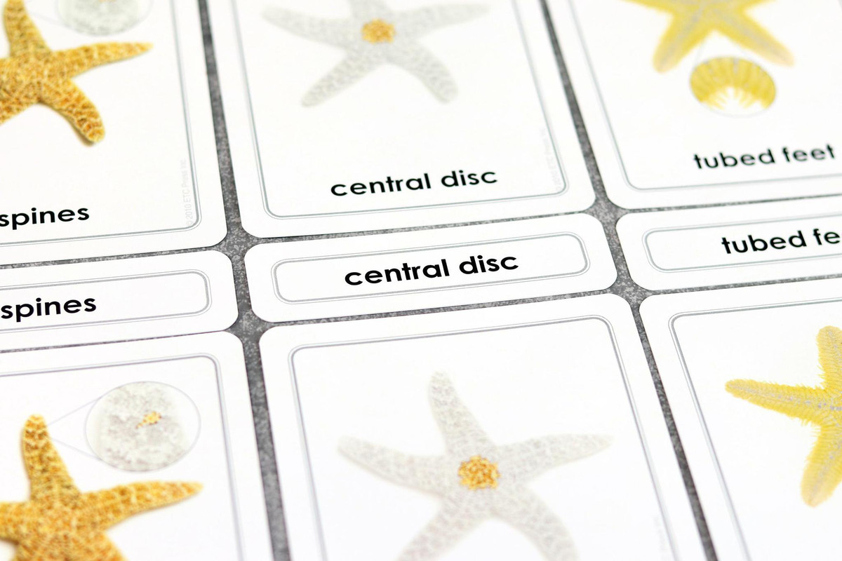 Parts of a Starfish 3 Part Cards - ETC Montessori Online