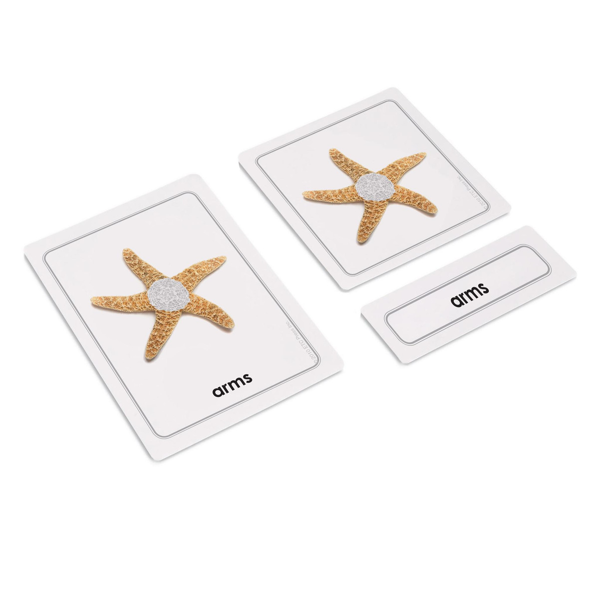 Parts of a Starfish 3 Part Cards - ETC Montessori Online