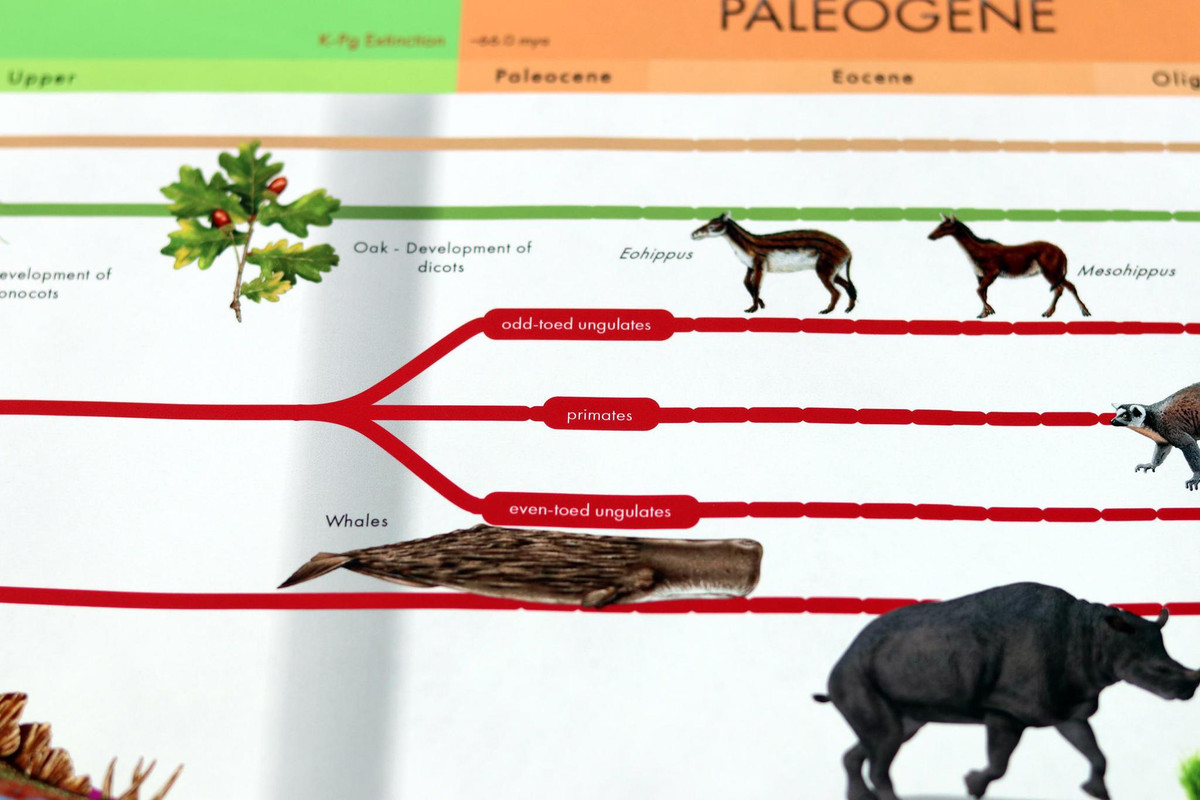 Timeline of Life - Adolescent Level - ETC Montessori Online
