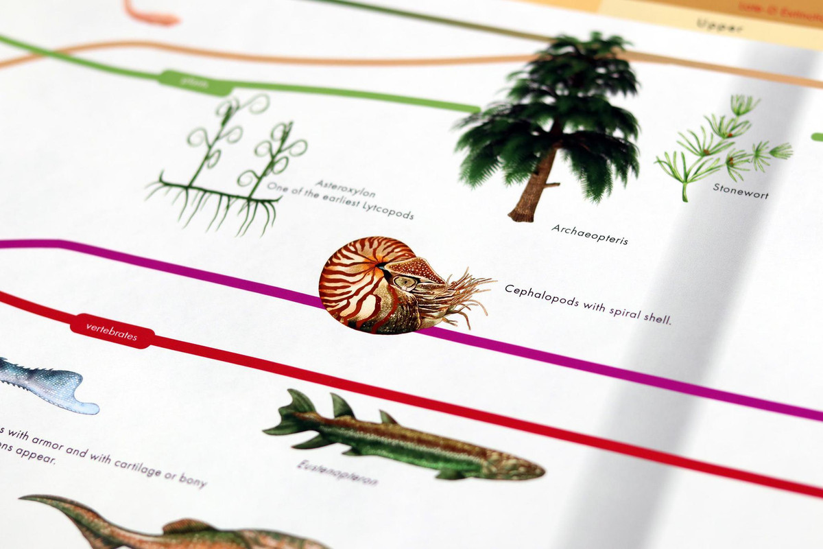 Timeline of Life - Adolescent Level - ETC Montessori Online