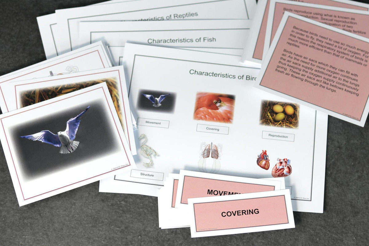 Main Characteristics of Vertebrates