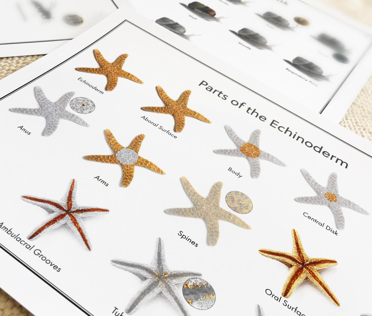 External Characteristics of Invertebrates | ETC Montessori