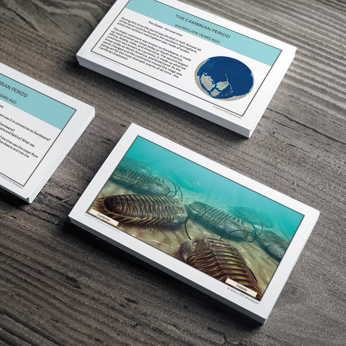 Timeline of Life Research Cards | ETC Montessori