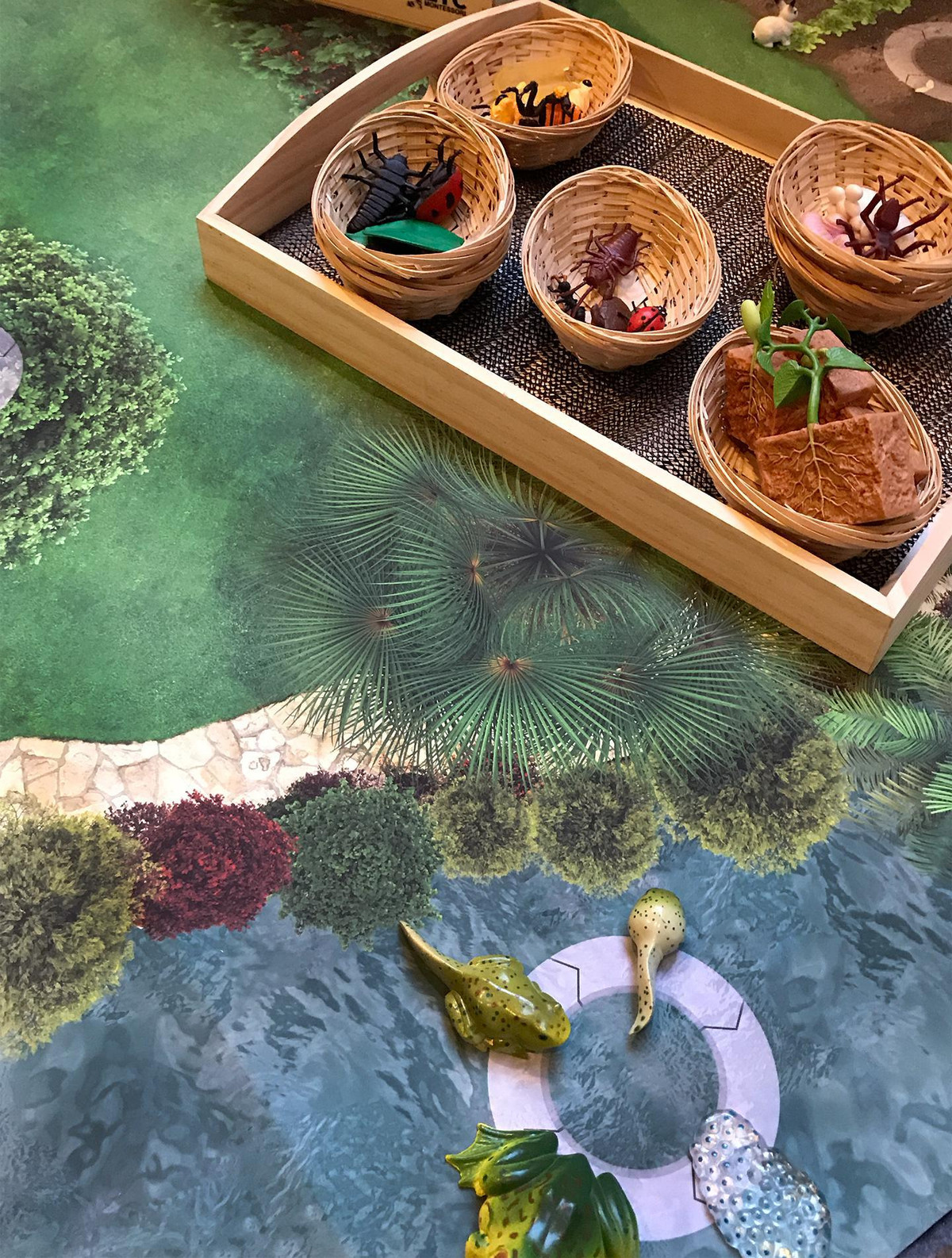 Life Cycle Curriculum | ETC Montessori