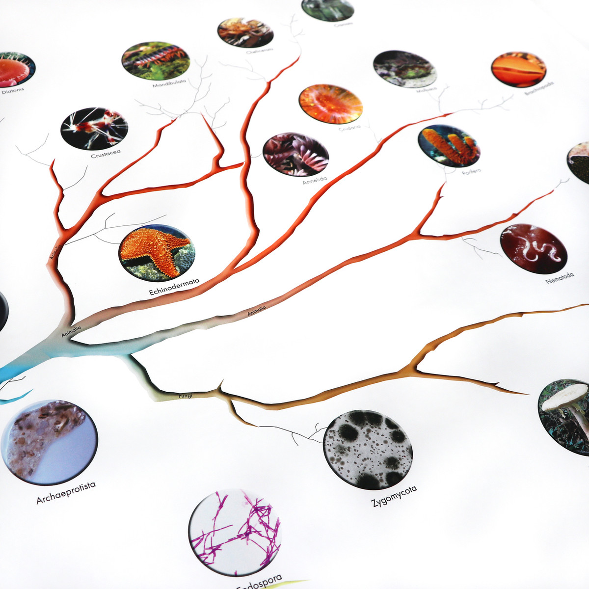 Phylogenetic Tree Of Life Animalia