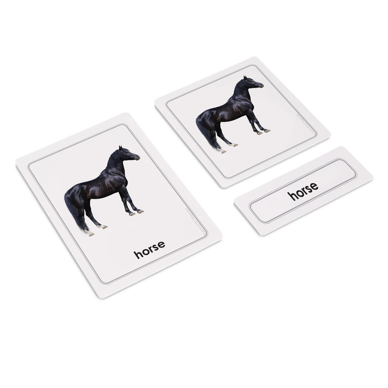 Parts of a Spider 3 Part Cards - ETC Montessori Online