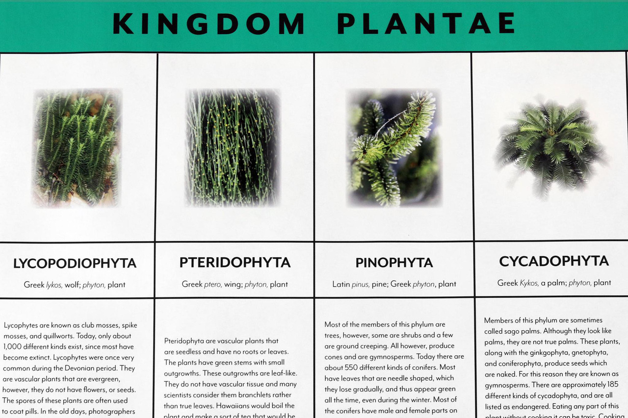 Plant Kingdom Chart | ETC Montessori