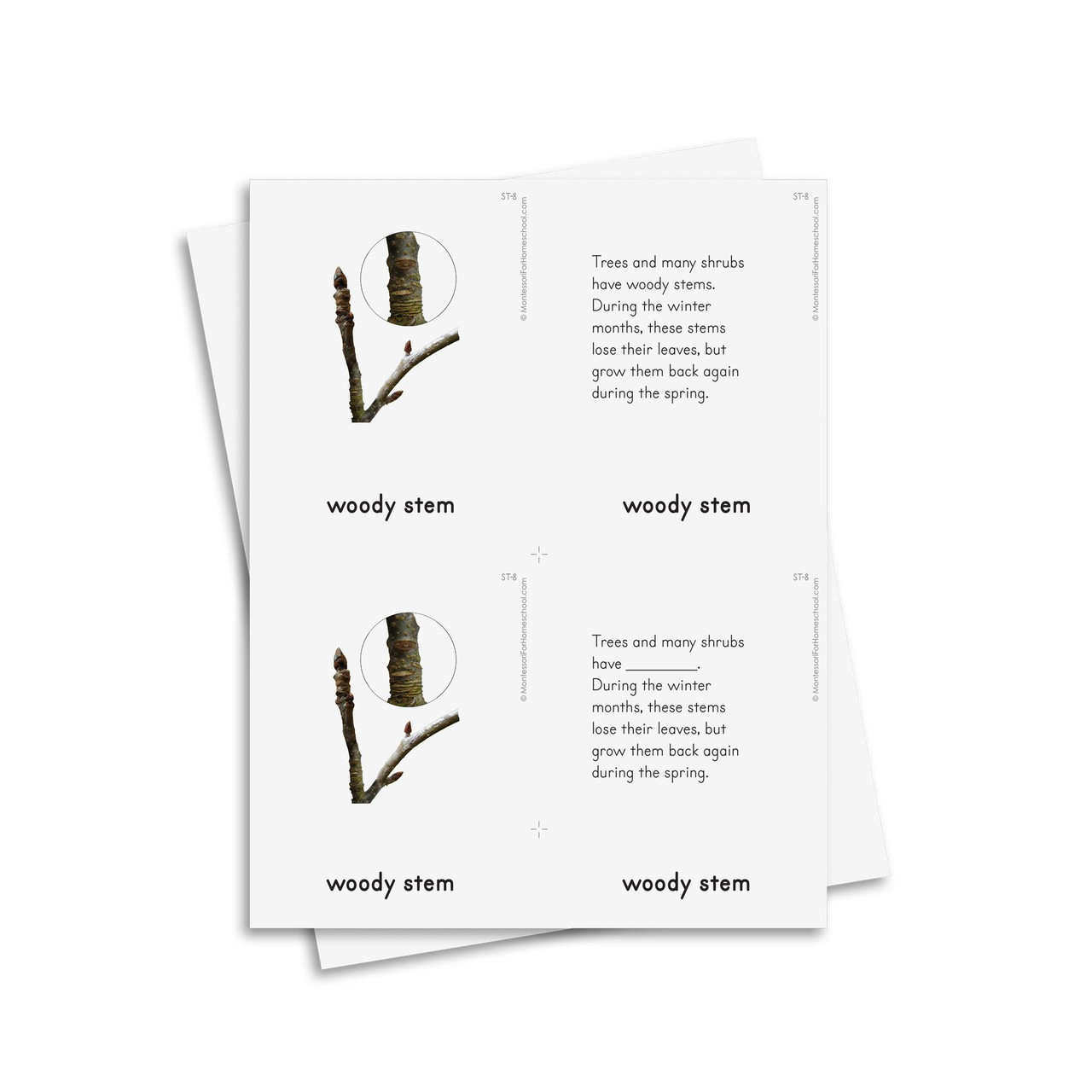 Botany Level 6-9: Stems - Homeschool Edition | ETC Montessori