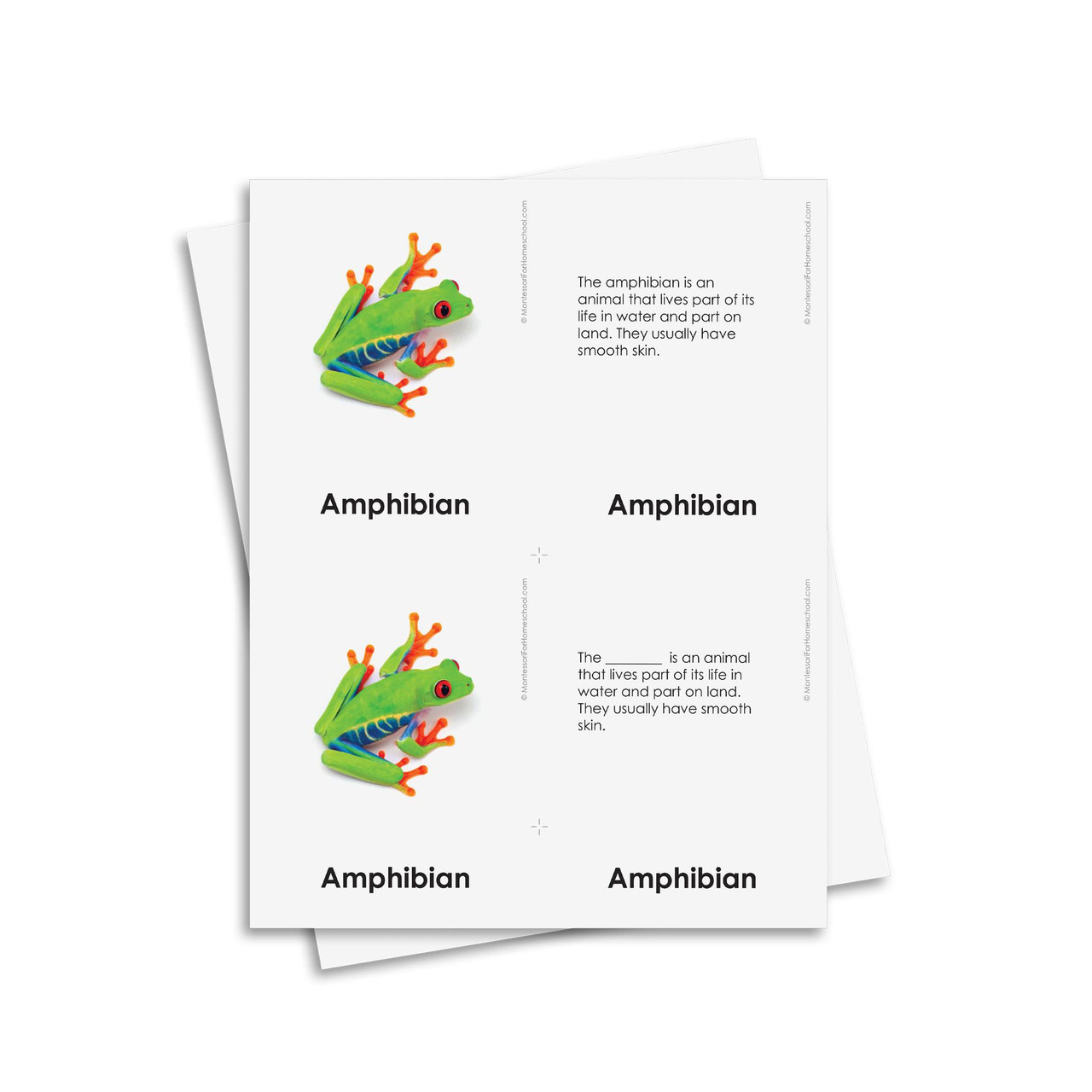 5 of 1322 External Characteristics of Amphibians - Homeschool Edition ...