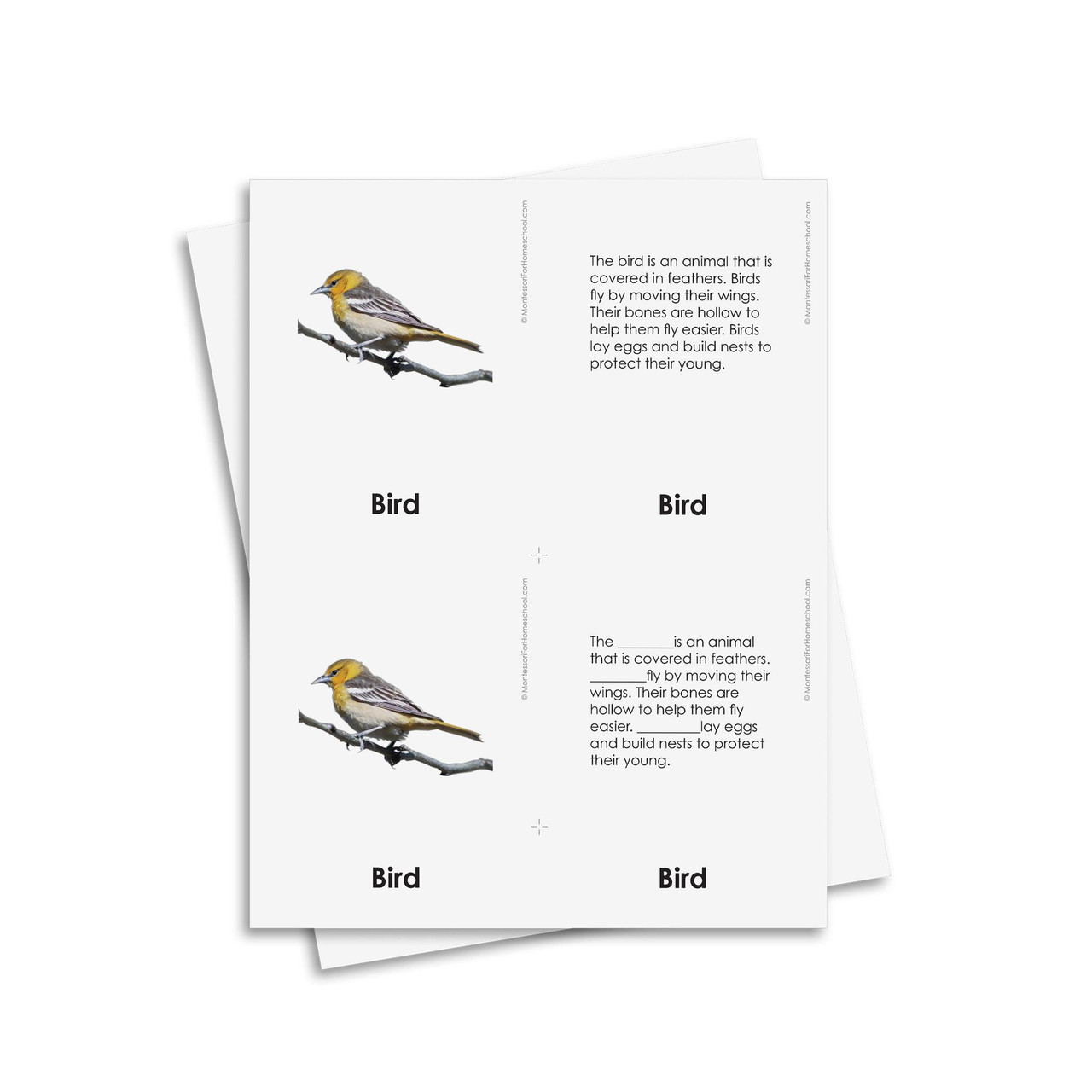4 of 1322 External Characteristics of Birds - Homeschool Edition | ETC ...