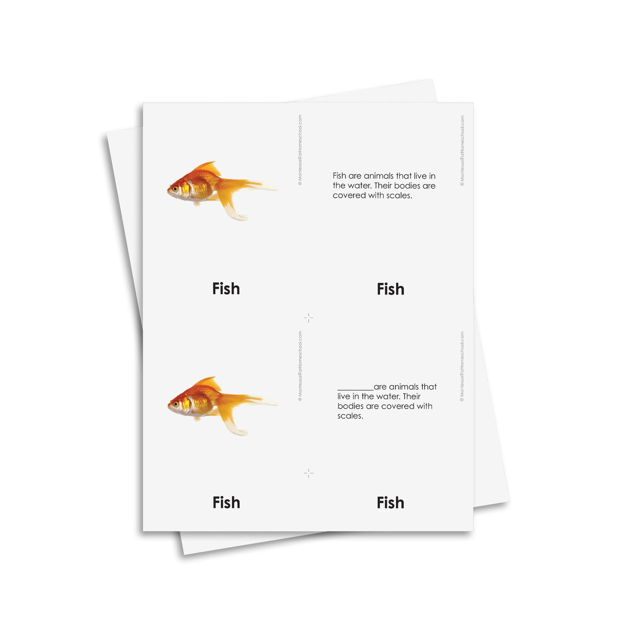 External Characteristics of Fish - Homeschool Edition | ETC Montessori