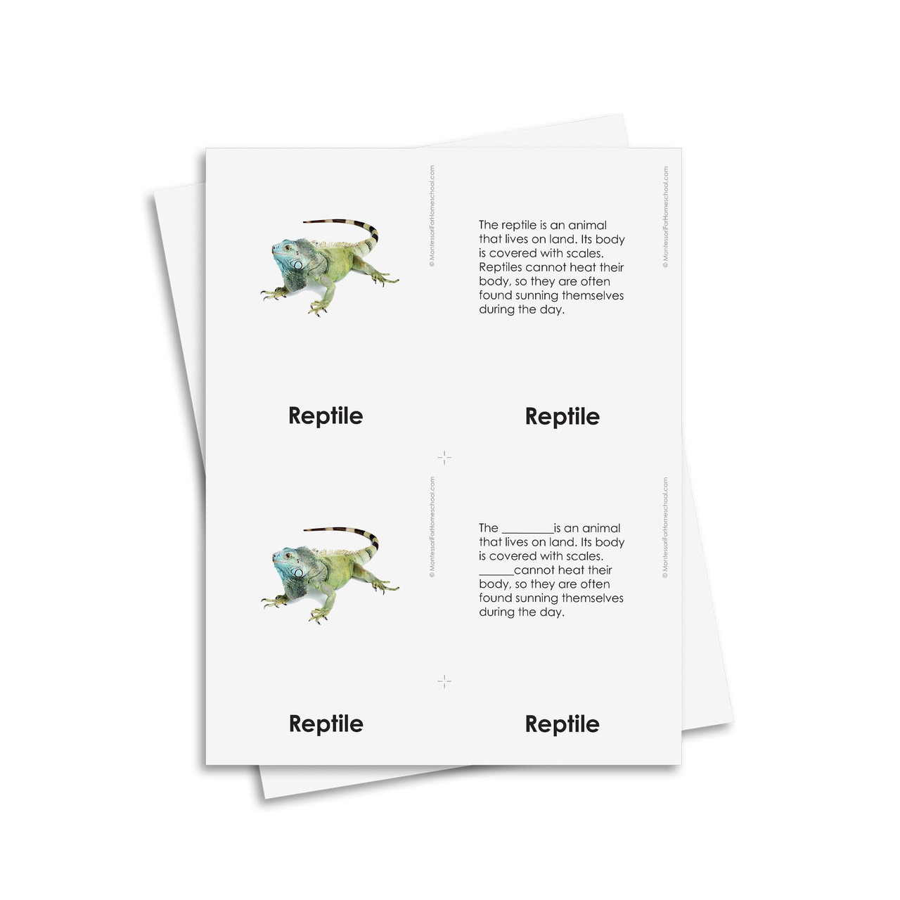 External Characteristics of Reptiles - Homeschool Edition | ETC Montessori